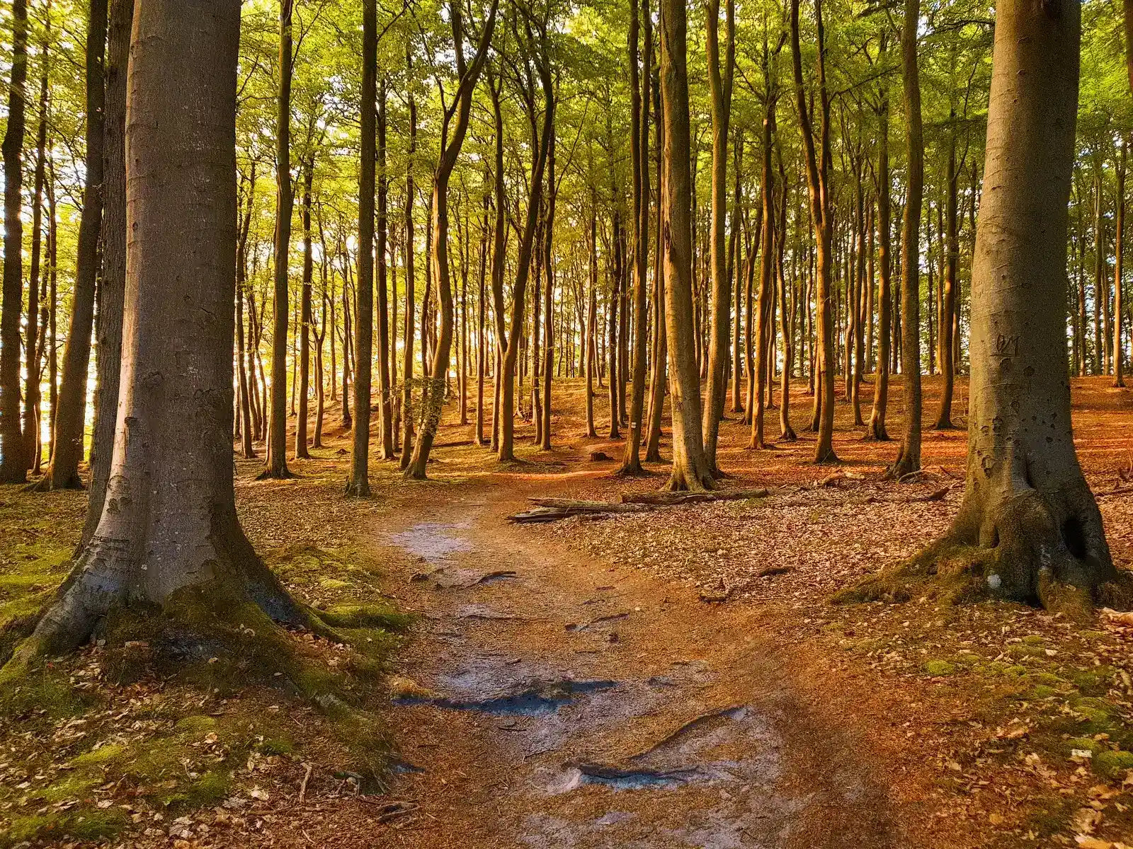 Exploring Japan's Enchanting Forests: 12 Breathtaking Locations to ...